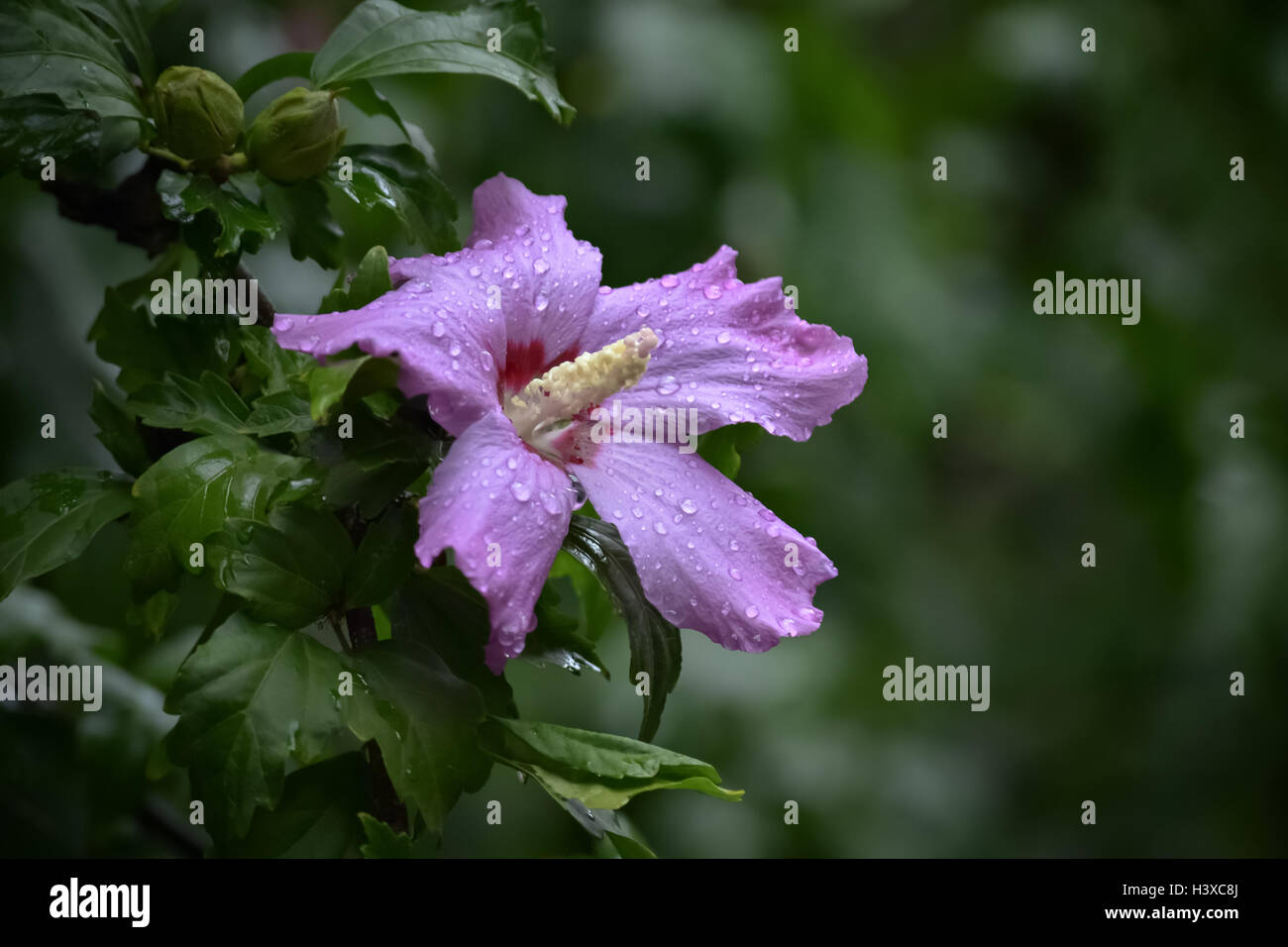 Closeup of a single violet flower with raindrops on the leaves Stock ...