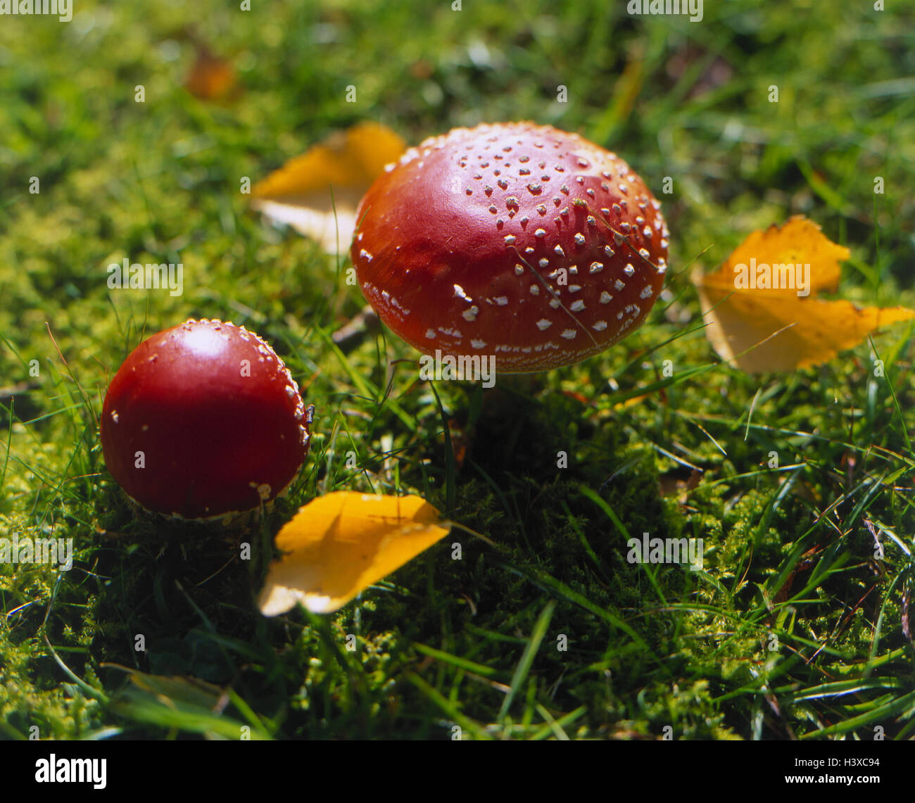 Wood, toadstools, Amanita muscaria, toxic, toadstool, fungi, toadstool, inedible, toadstool, red ...