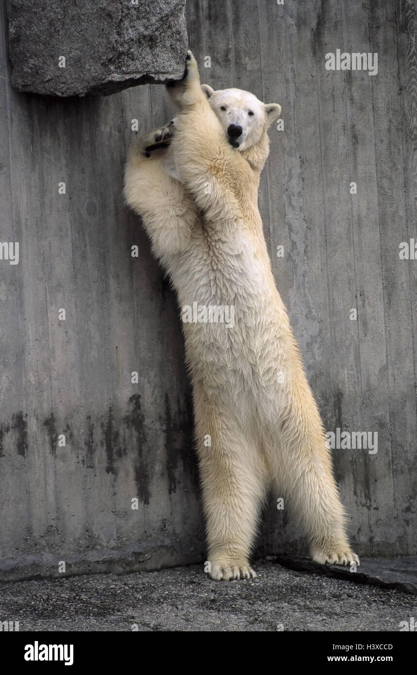 Zoo, polar bear, Ursus maritimus mammals, mammal, wild animals, wild ...