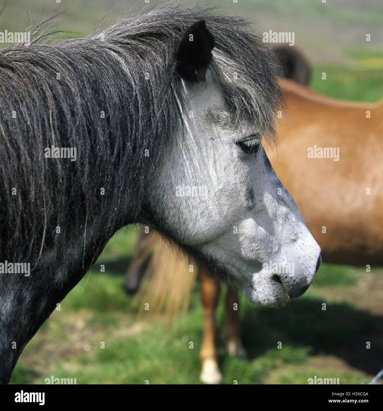 Iceland horses, pasture, meadow, Iceland horses, Iceland ponies ...