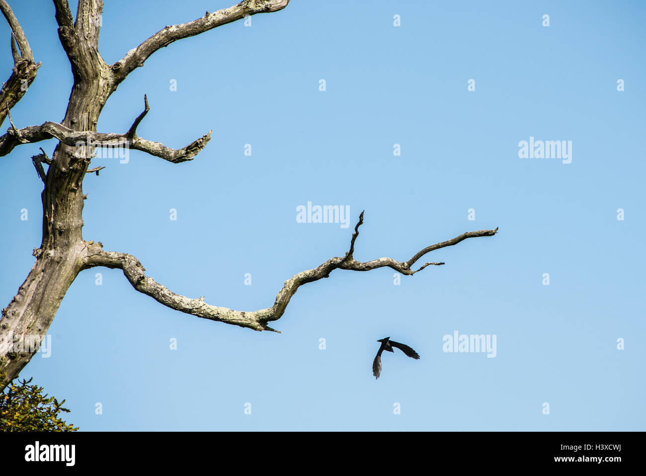 Crow Flying High Resolution Stock Photography and Images - Alamy