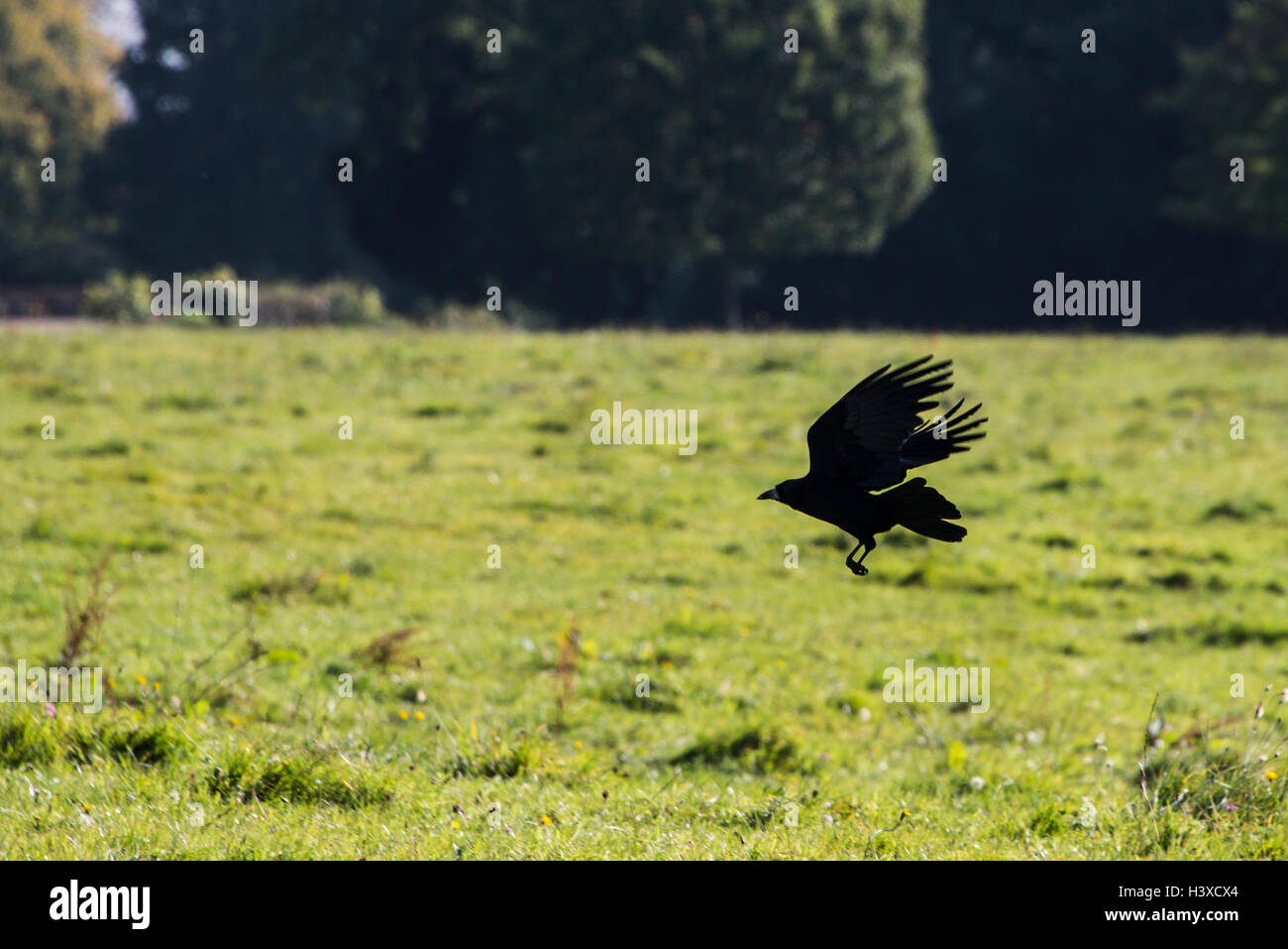 A rook in flight Stock Photo - Alamy