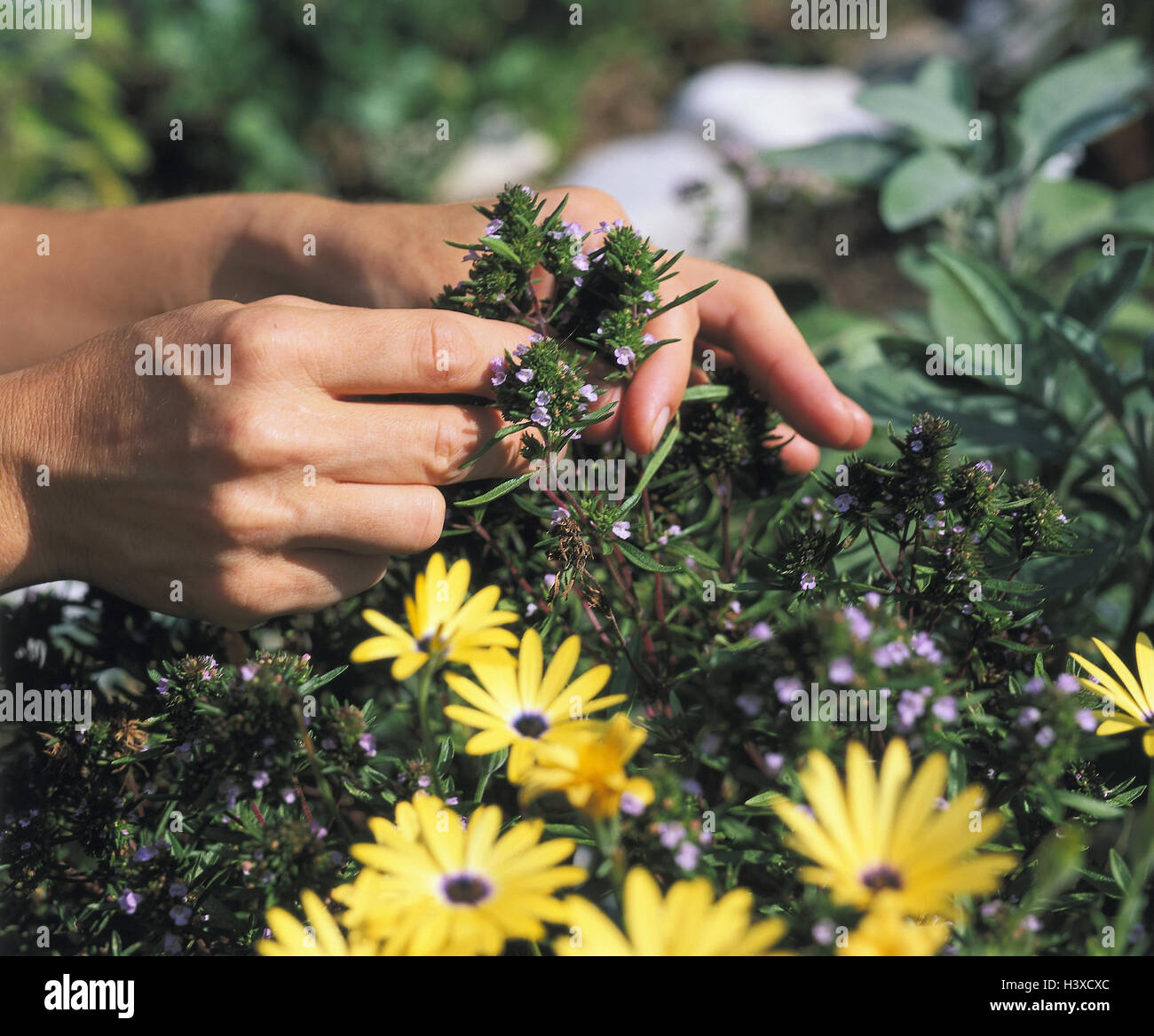 Woman, detail, hands, pick, herbs, garden, collect, blossoms, harvest ...