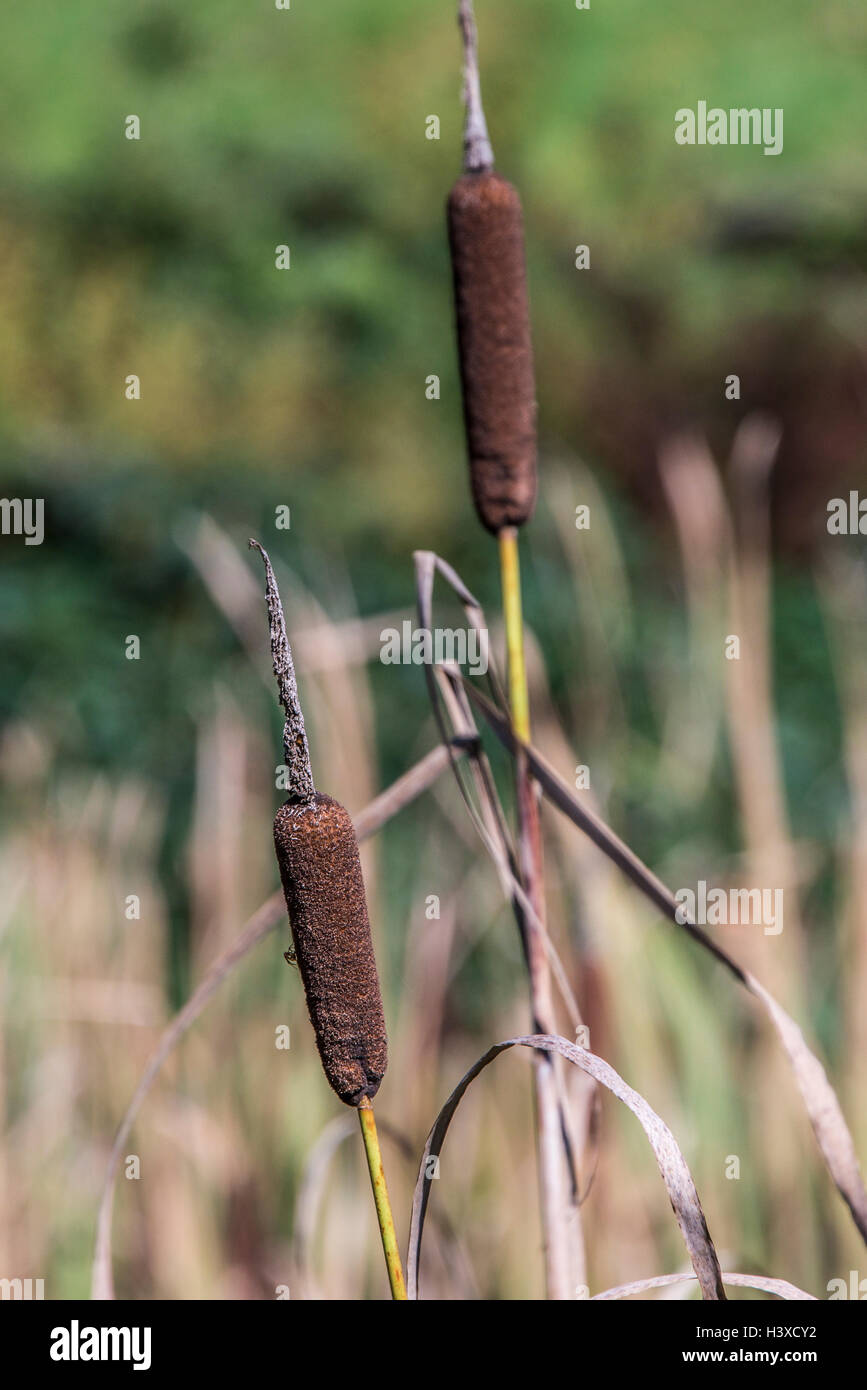 Tule reeds hi-res stock photography and images - Alamy