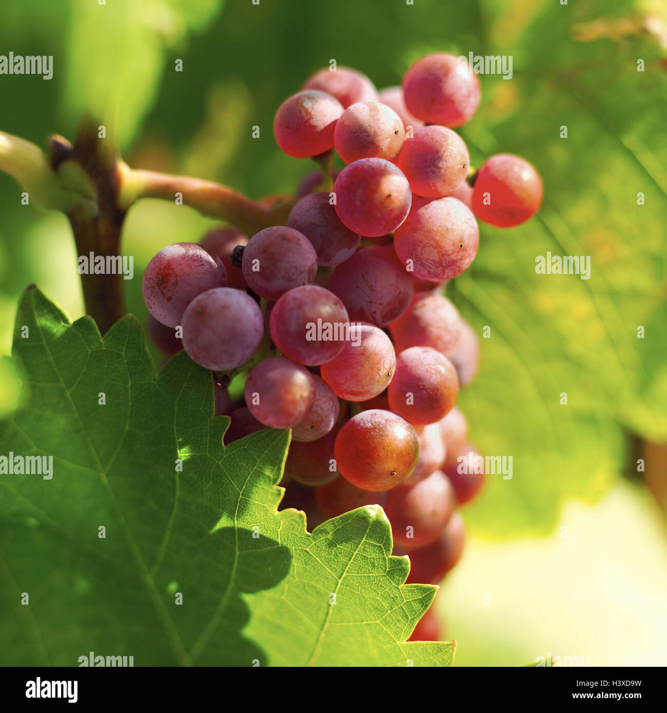 Vine, detail, grapes, red, plants, plant, viticulture, wine-growing ...
