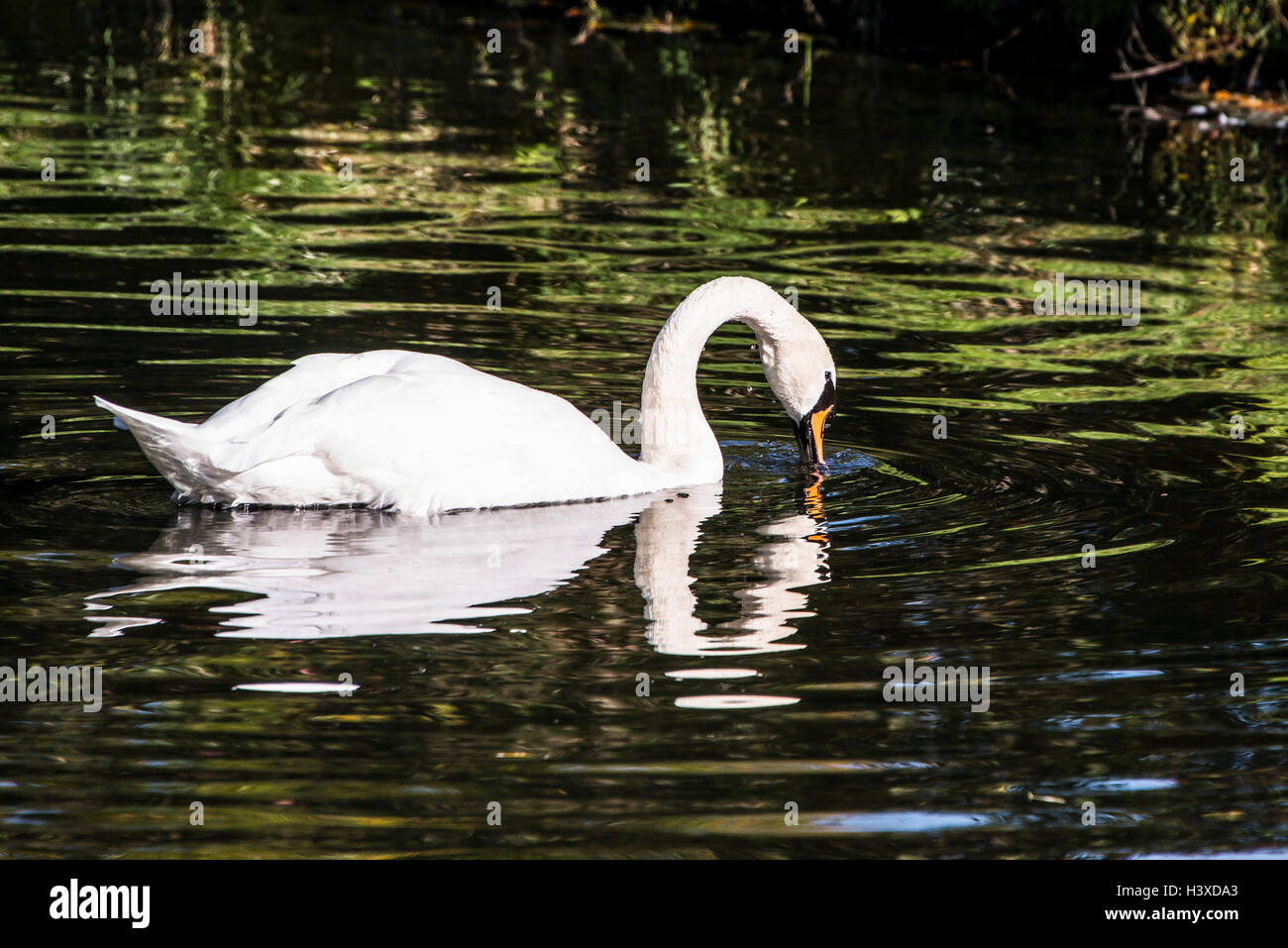 Dipping the head hi-res stock photography and images - Alamy