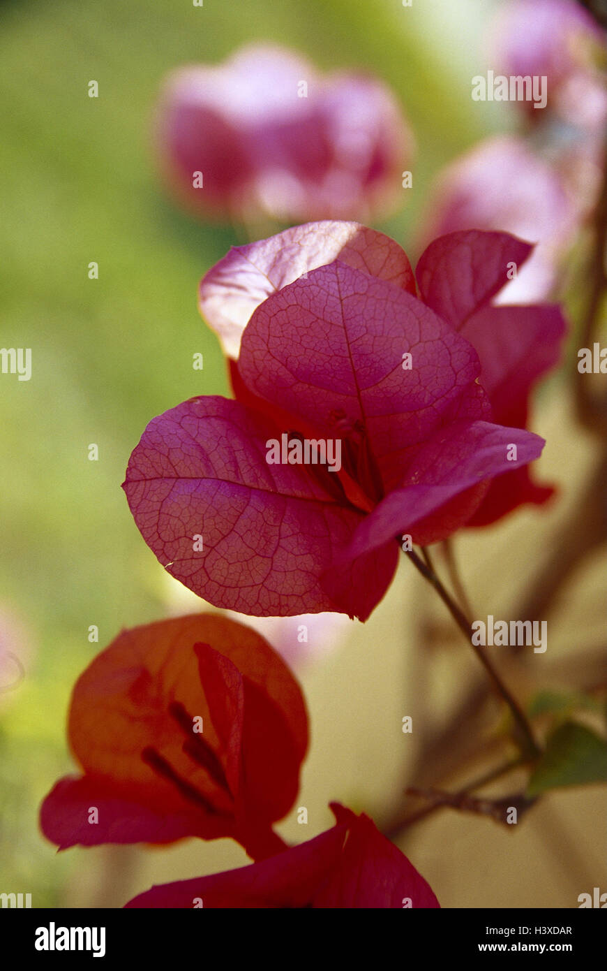 Blossom sore flower plants hi-res stock photography and images - Alamy