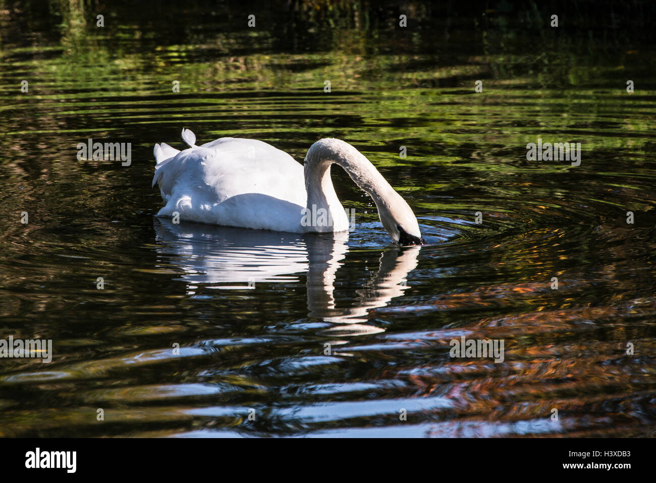 Dipping the head hi-res stock photography and images - Alamy