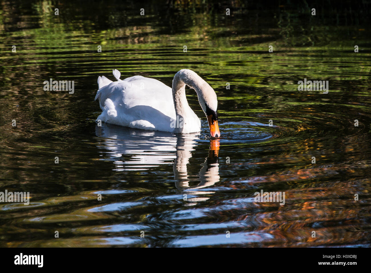 Dipping head hi-res stock photography and images - Alamy