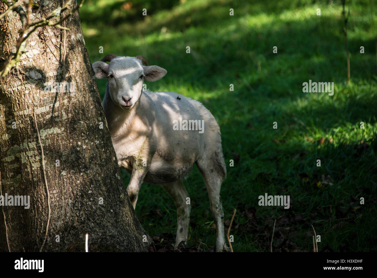 A sheep peering around a tree Stock Photo - Alamy