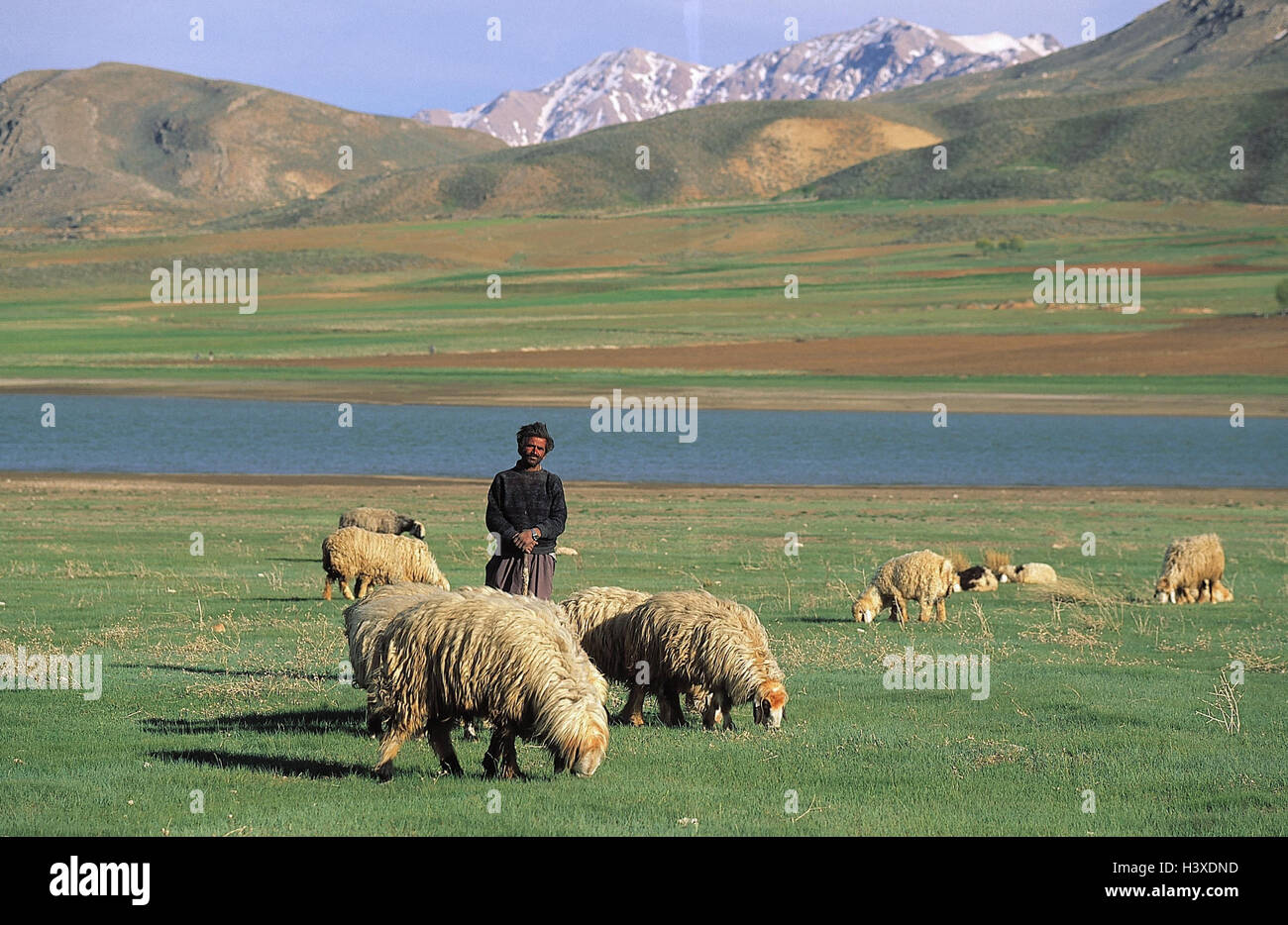 Iran, Zagros mountains, close Naghan, scenery, mountains, lake, flock ...