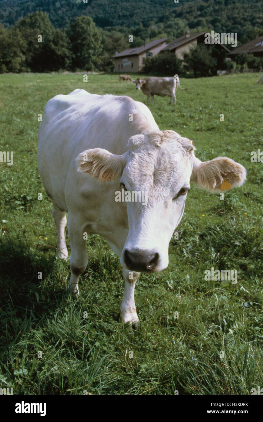 Farm, meadow, cow, Charolais, agriculture, cows, two, cattles ...