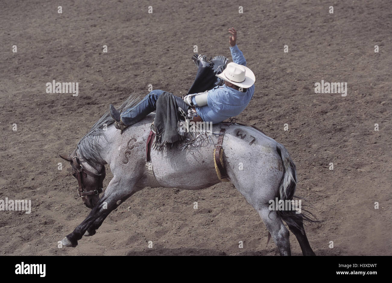 Canada, Alberta, rodeo, cowboy, horse, motion, Prärieprovinz, tradition ...