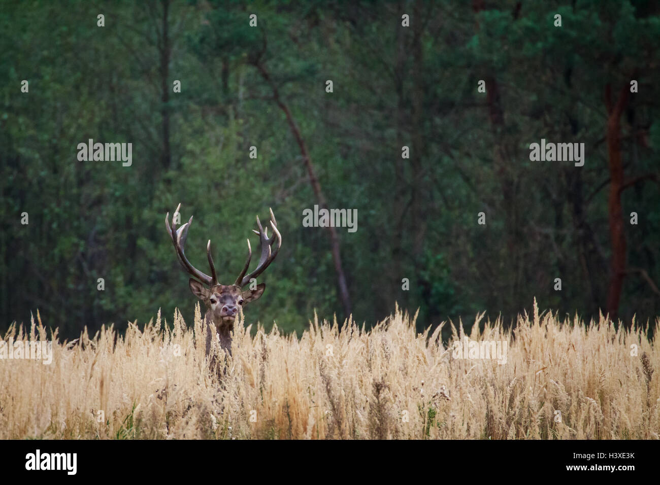 Red deer stag looking around in a forest clearing Stock Photo - Alamy