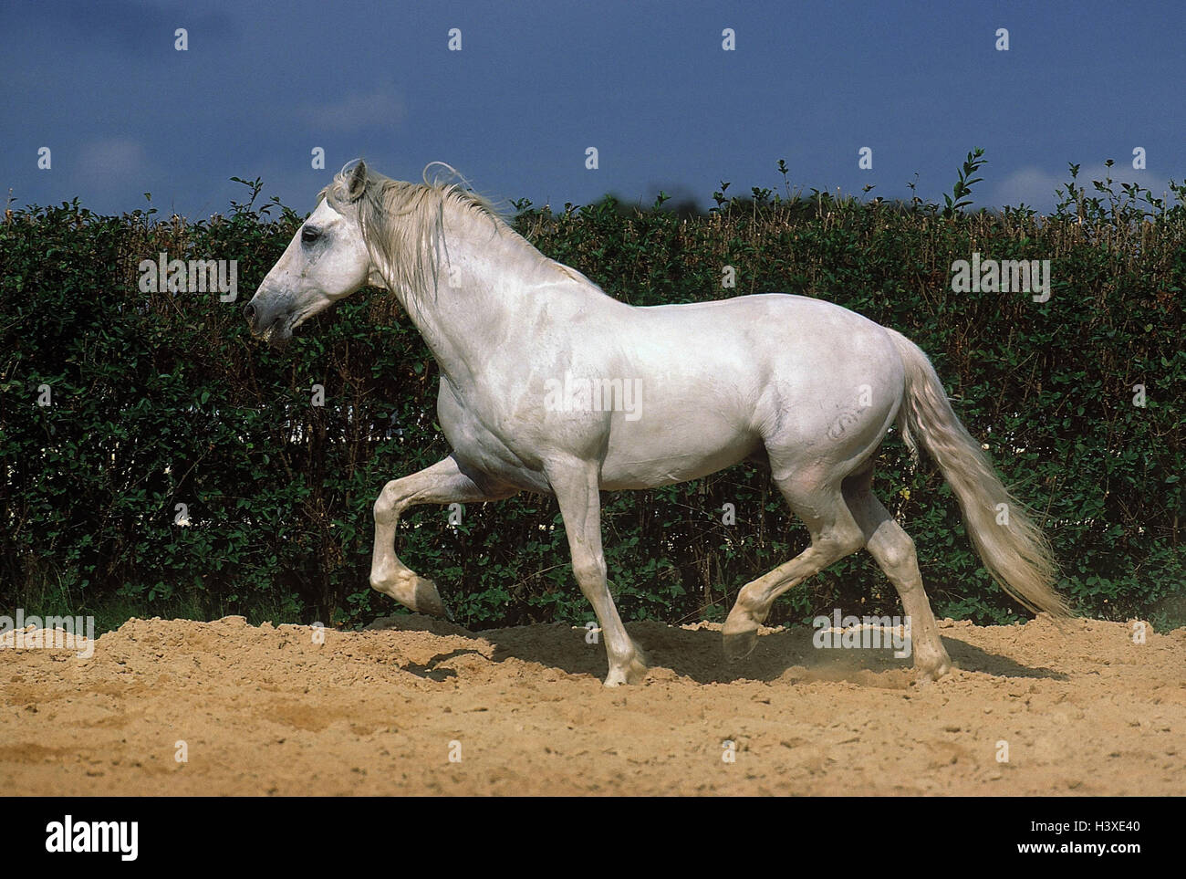 Clay court, horse, mould, trot, animal, animals, mammal, mammals ...