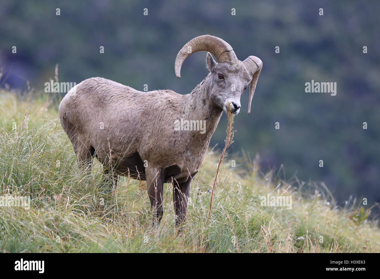 Bighorn Sheep Glacier National Park Montana USA Stock Photo - Alamy