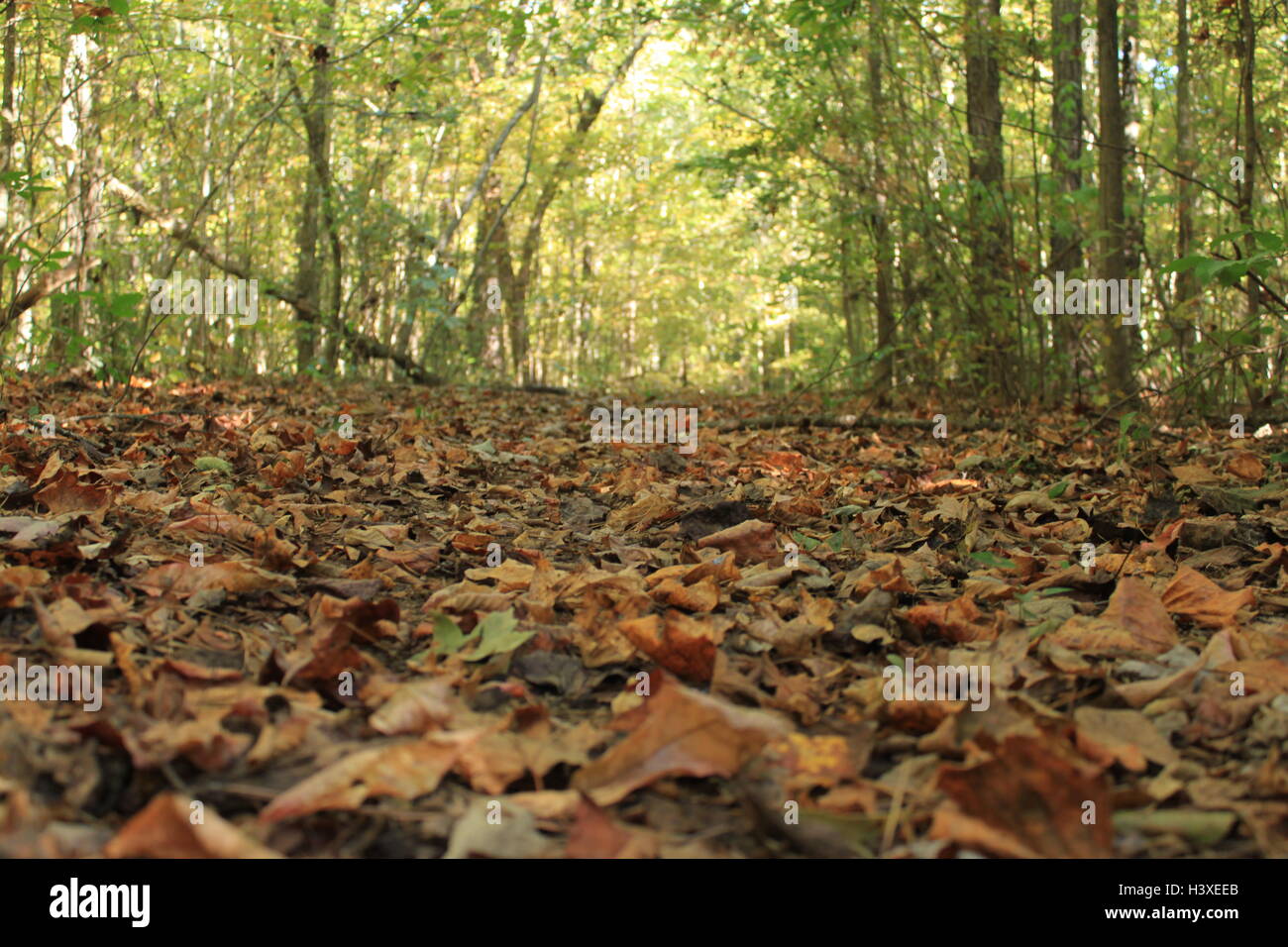 Leaves on trail hi-res stock photography and images - Alamy