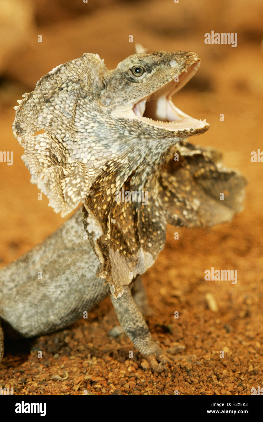 Chlamydosaurus hi-res stock photography and images - Alamy