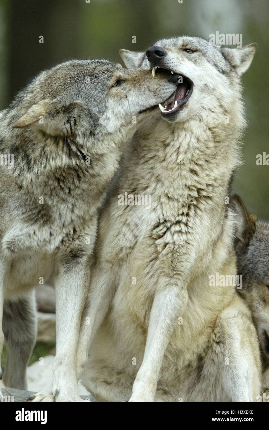 Enclosures, grey wolves, Canis lupus, behaviour, obsequiousness, detail ...