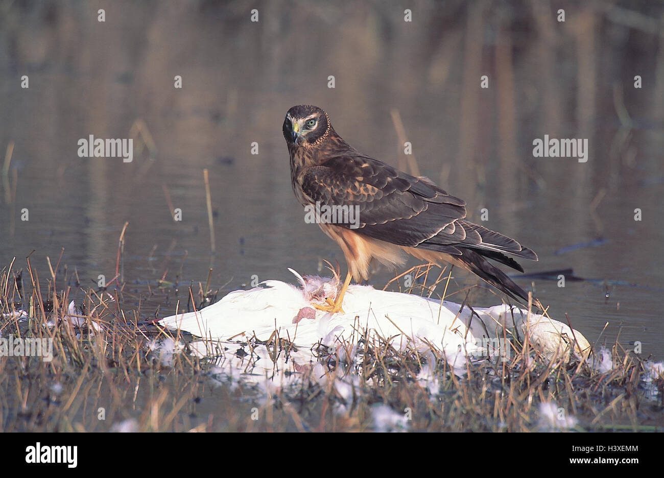 Lake, grain inauguration, Circus cyaneus, prey catch, snow goose ...