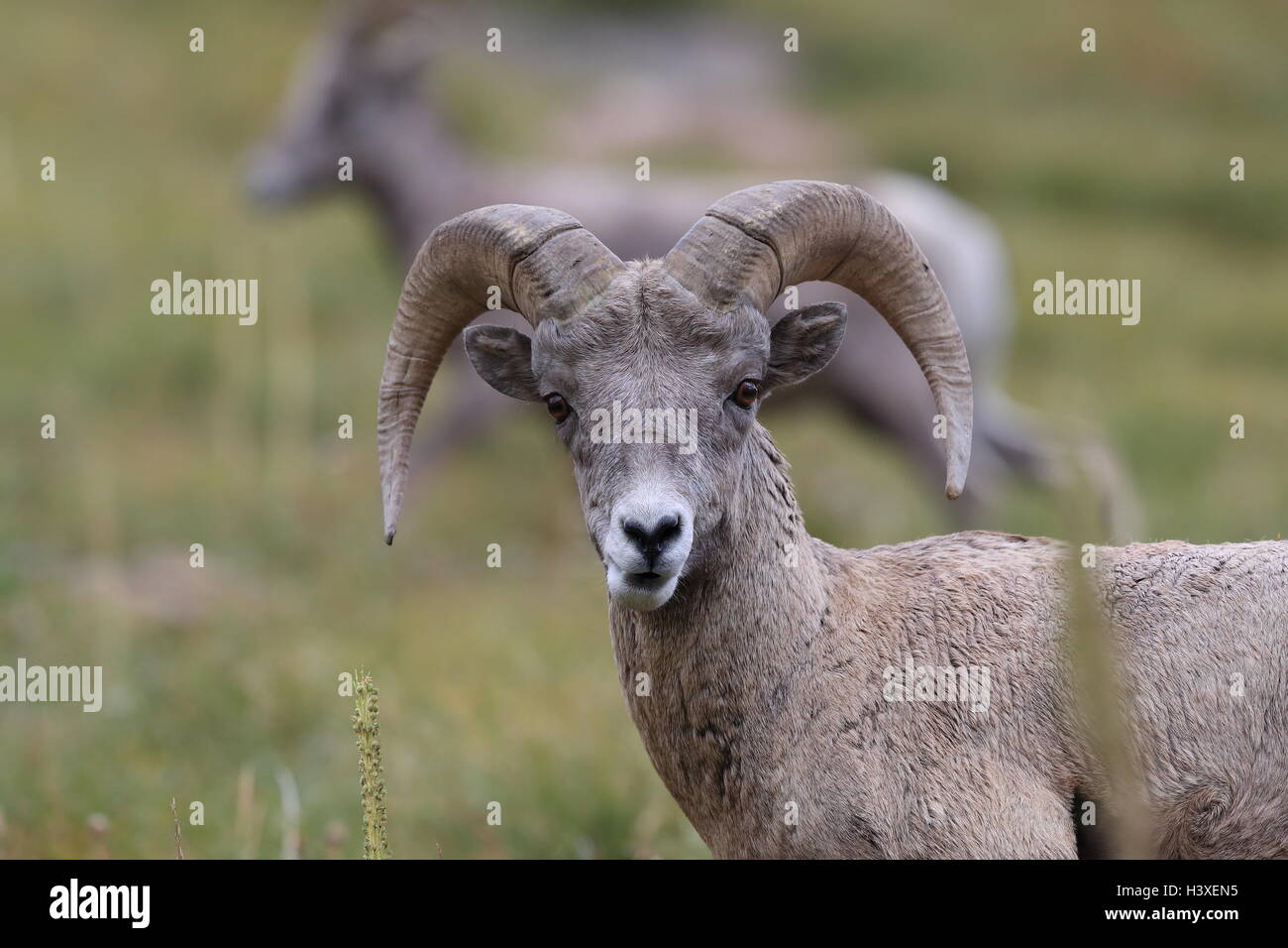 Bighorn Sheep Glacier National Park Montana USA Stock Photo - Alamy