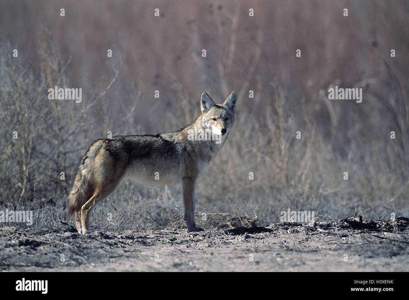 Coyote prairie wolf hi-res stock photography and images - Alamy