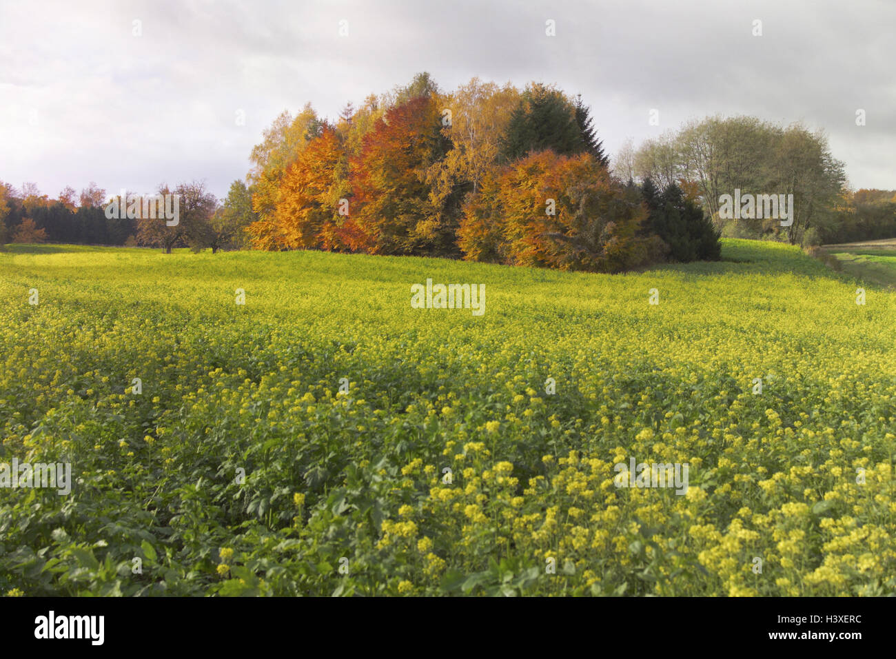Germany, Baden-Wurttemberg, Kraichgau, field scenery, cultivation ...