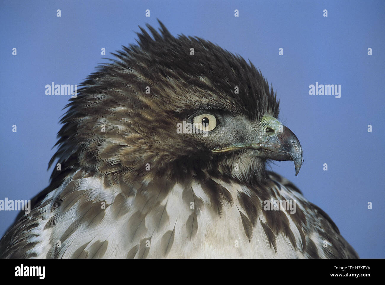 Red tail buzzard, Buteo jamaicensis, red tail buzzards, buzzard ...