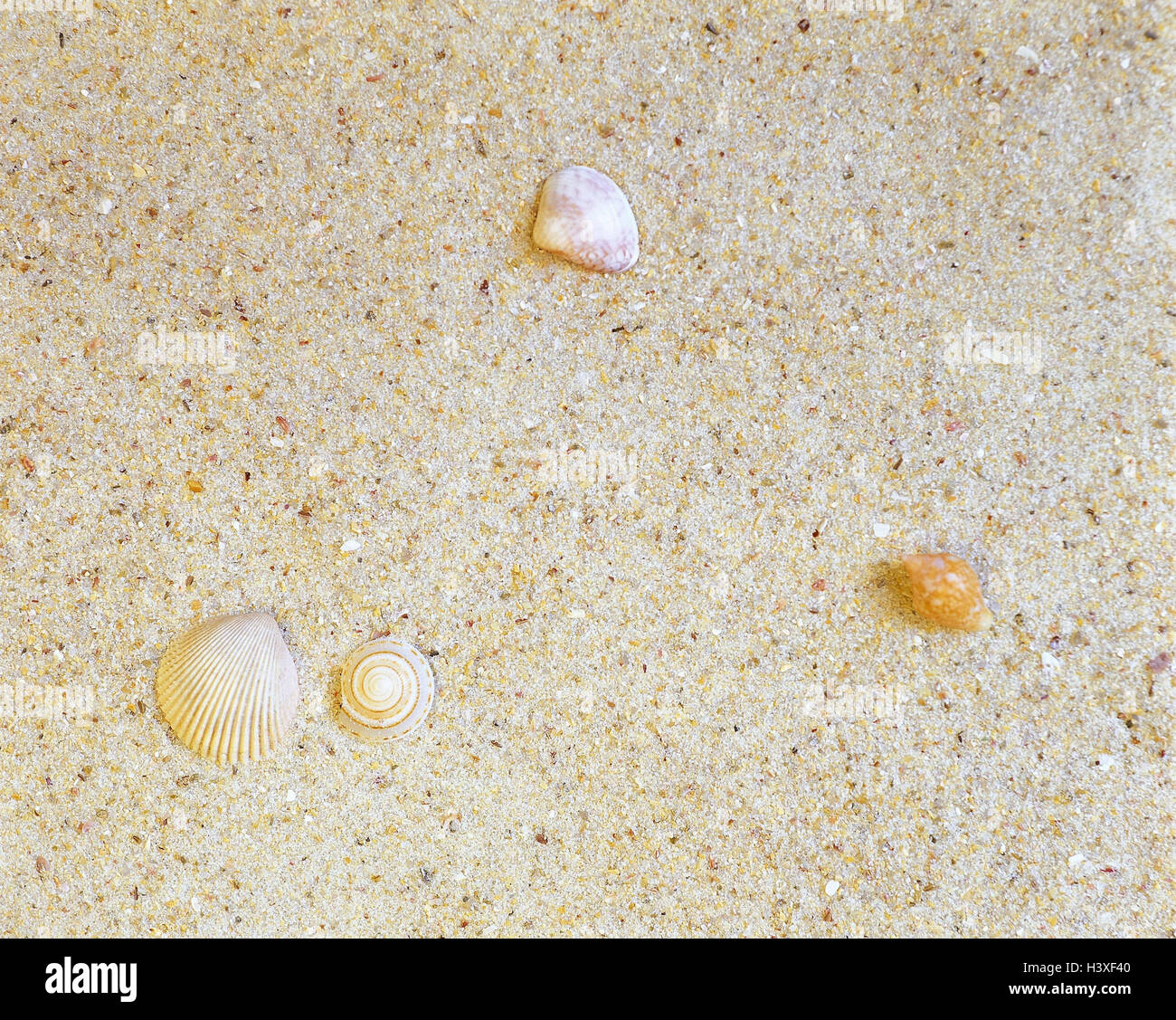 Sand, detail, mussels, Still life, product photography, mussel, sea ...
