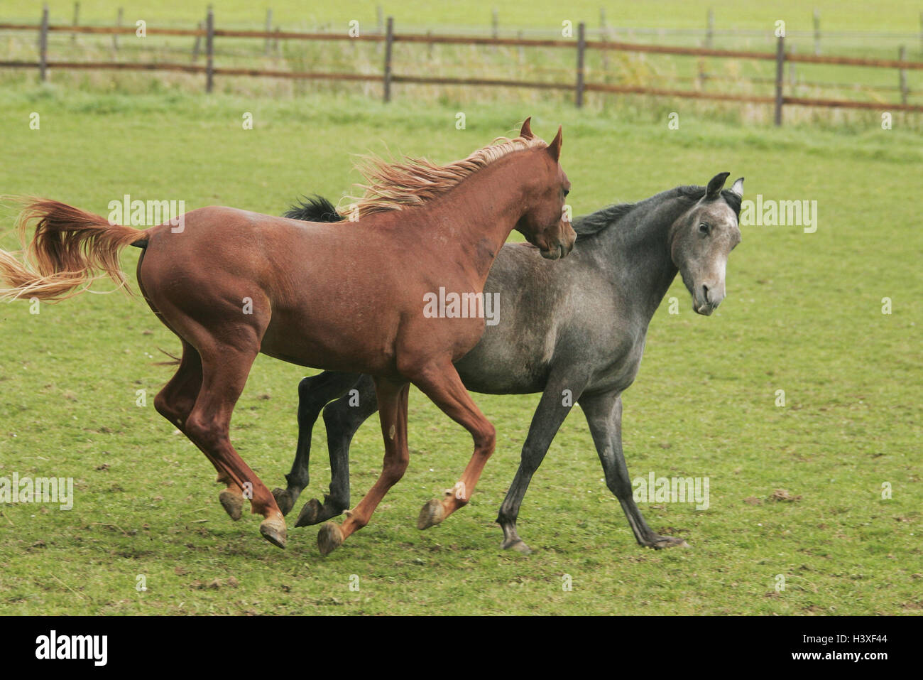 Uncloven hoofed animals hi-res stock photography and images - Alamy