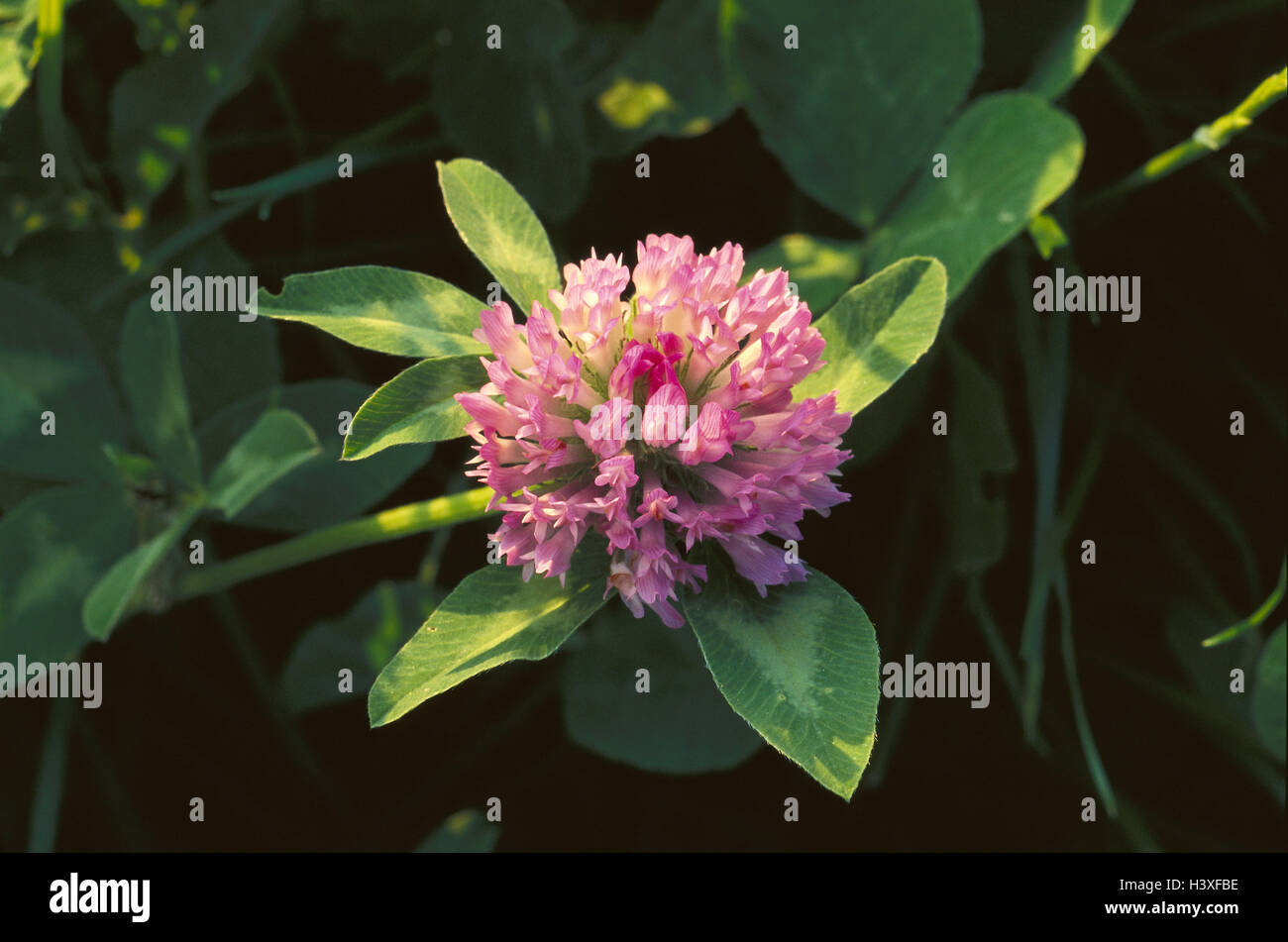 Meadow, clover, Trifolium media, blossom, close up, nature, botany ...