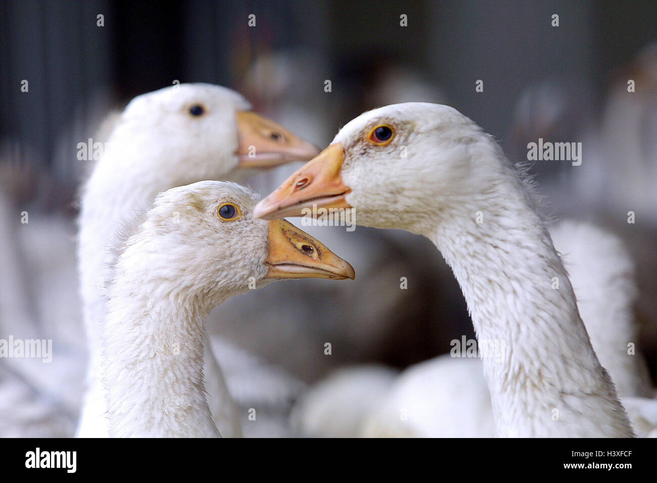 Geese, detail, heads animals, goose's birds, Anserinae, breeding, open ...
