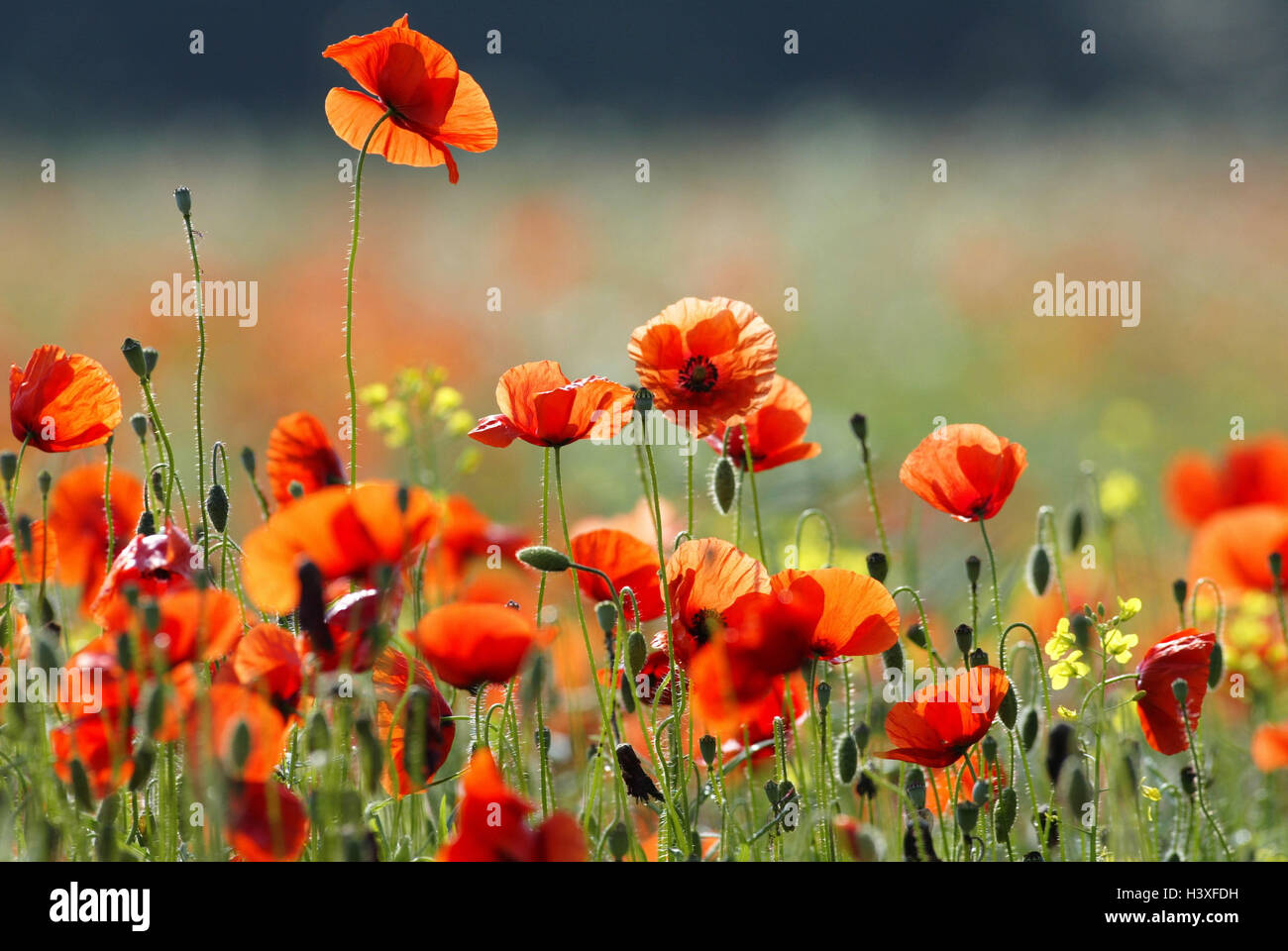 Meadow, detail, clap poppy seed, Papaver rhoeas, blossom, flower meadow ...