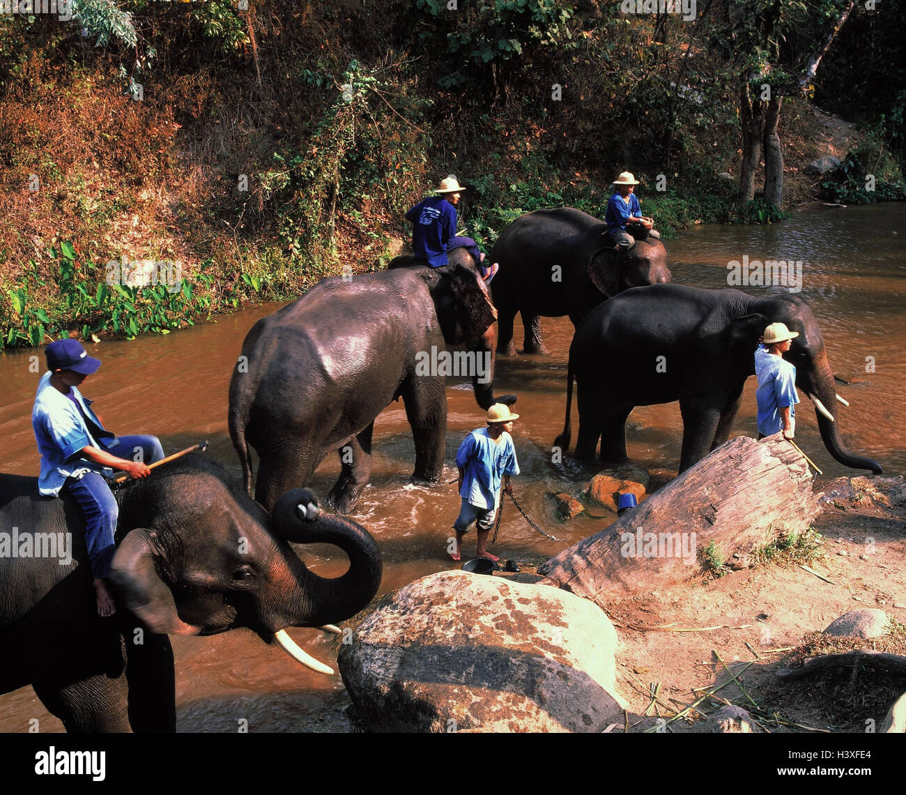 Thailand, Chiang Rai, river, men, elephants, ride, benefit animal ...