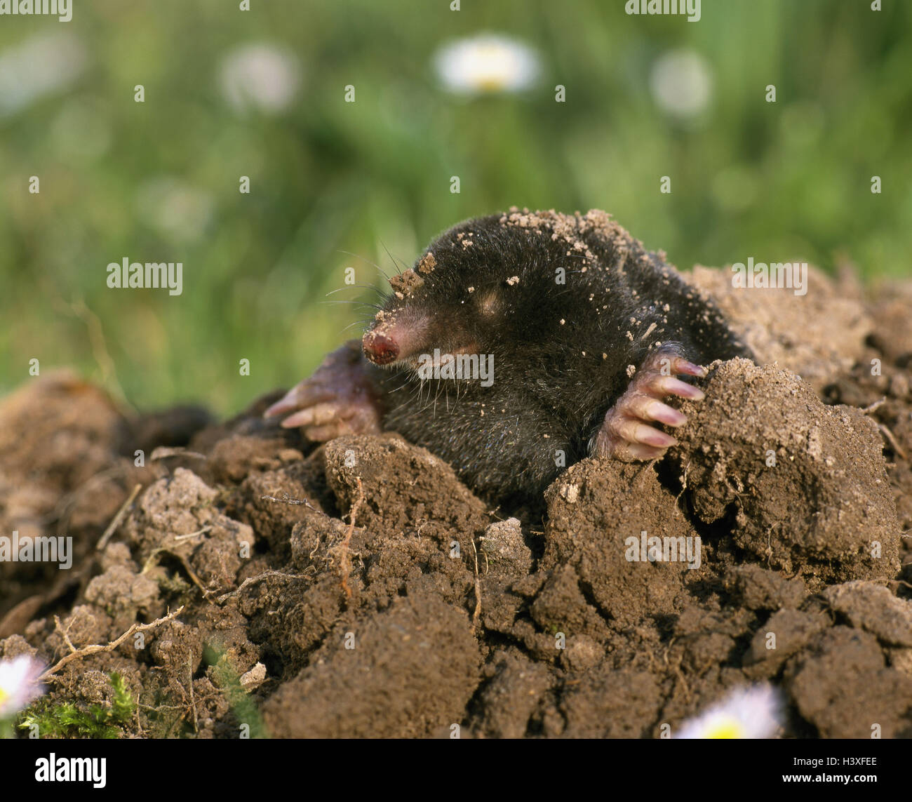 Meadow, molehill, European mole, Talpa europaea, detail, nature, fauna ...