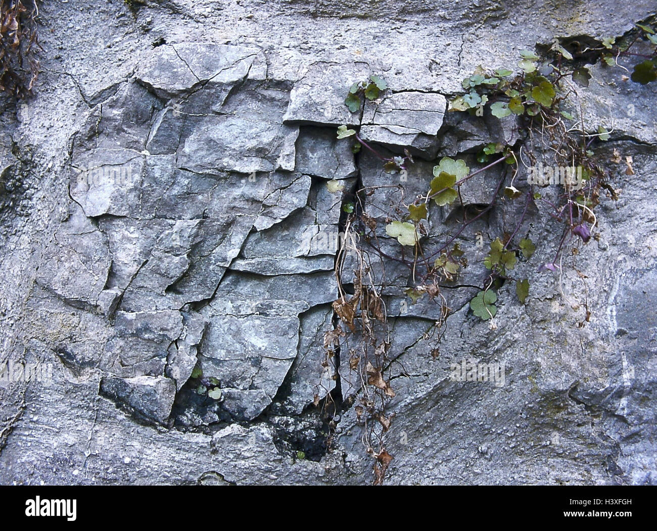 Rocks, detail, climbing plant bile, stone, crevice, plant Stock Photo ...