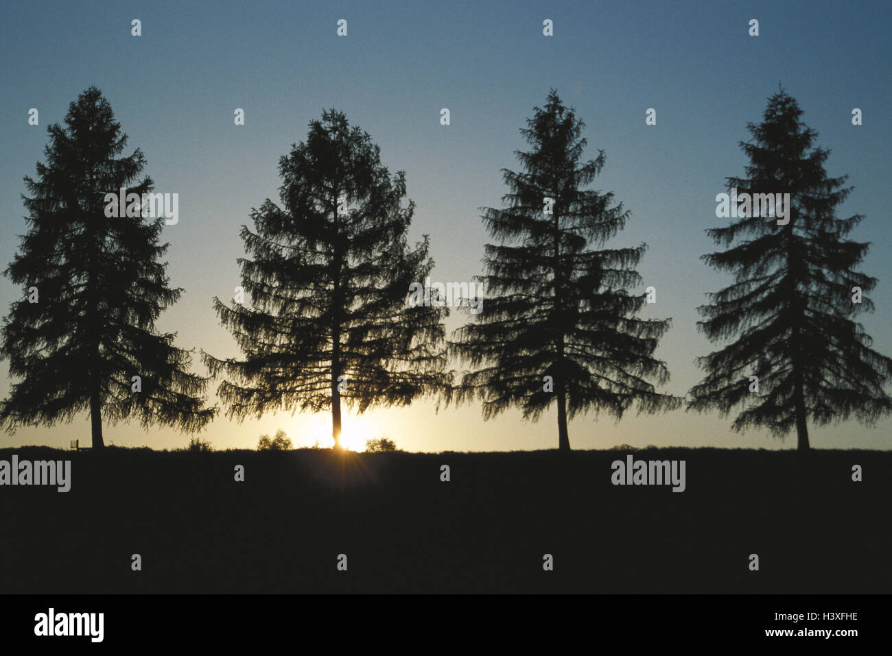 Field margin, silhouette, tree series, sundown meadow, trees, conifers ...