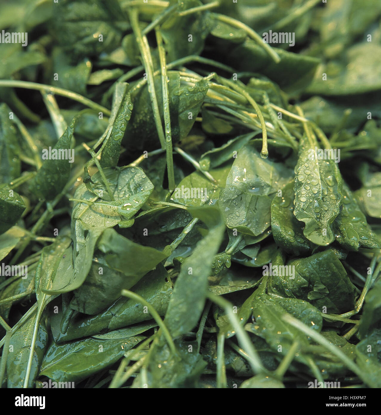 Leaf spinach, Spinacea oleracea spinach, wet spinach leaves, vegetables ...