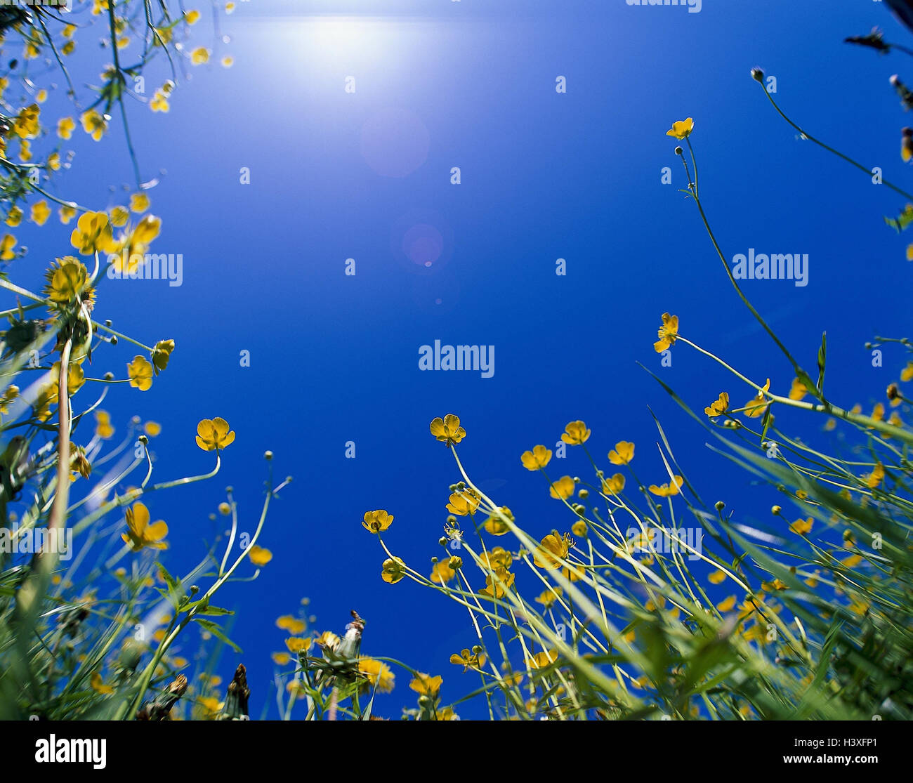 Meadow flowers, yellow, blossom, from below, outside, summer, flower ...