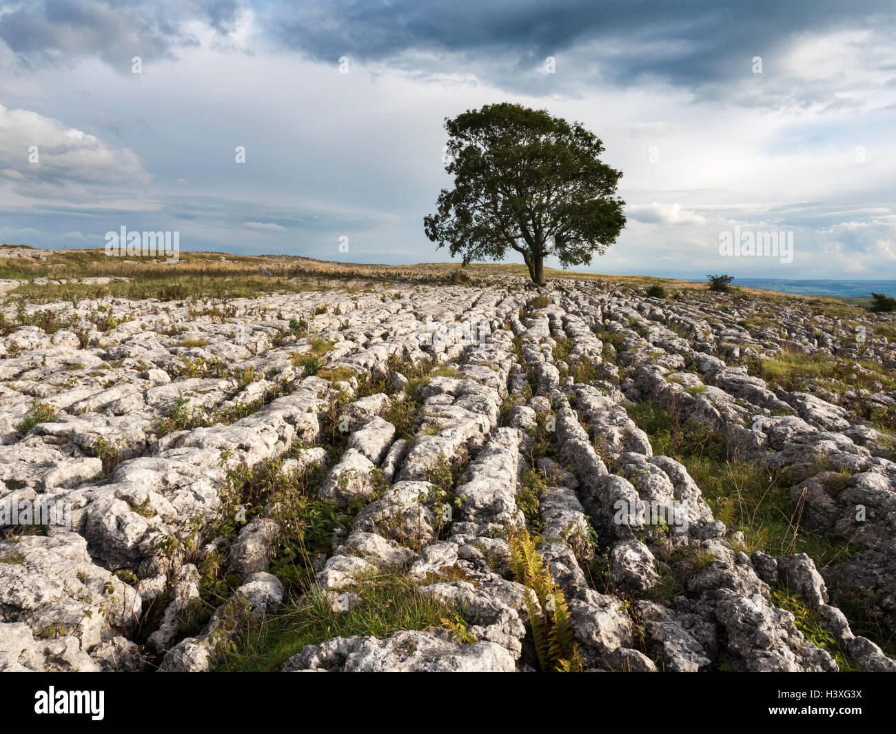 Lone tree malham yorkshire dales hi-res stock photography and images ...