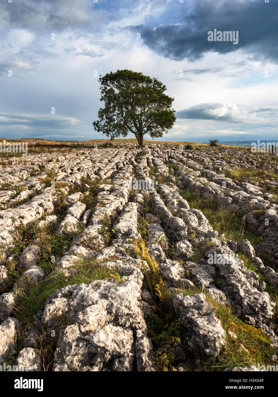 Lone tree malham yorkshire dales hi-res stock photography and images ...