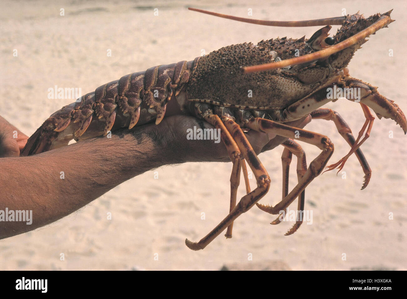 Beach, hand, lobster, catch, Homaridae, crustacean, Crustaceae ...