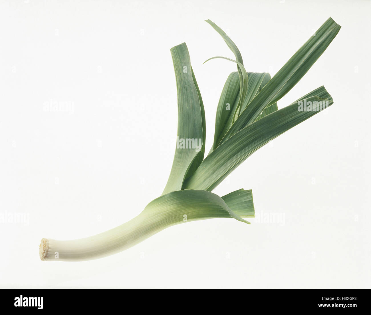 Leek, Allium spec., allium or leek, leek, leek stick, lily plants ...