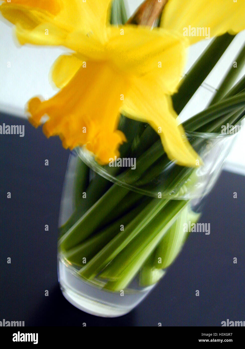 Narcissus, Narcissus pseudonarcissus, water glass, flowers, narcissi ...