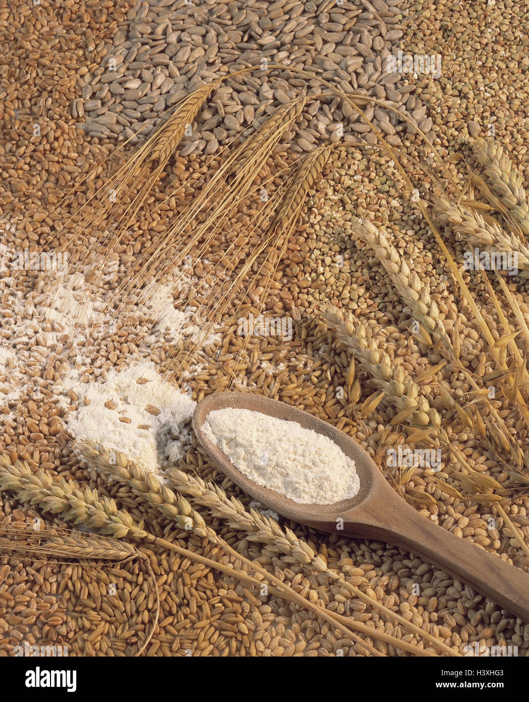 Grain sorts, Still life, grain, sorts, wheat, oat, barley, spelt ...
