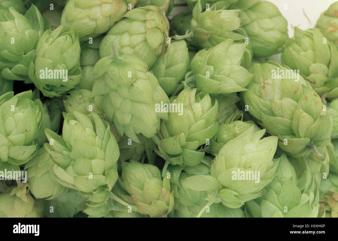 Common hop, Humulus lupulus, blossoms, plants, climbing shrubs ...