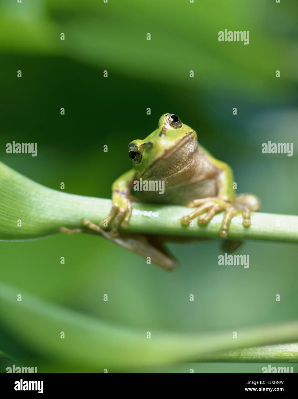 Leaves, handle, foliage frog, Hyla spec., Amphibians, Amphibia ...