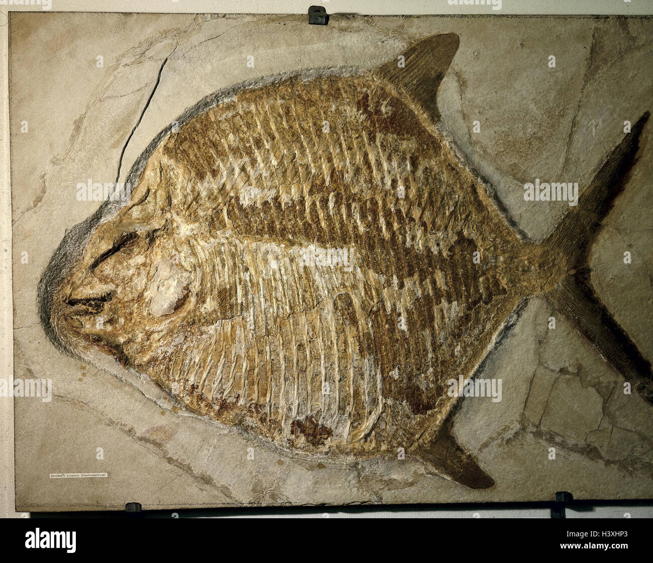 Carbon Film Fossil Fish