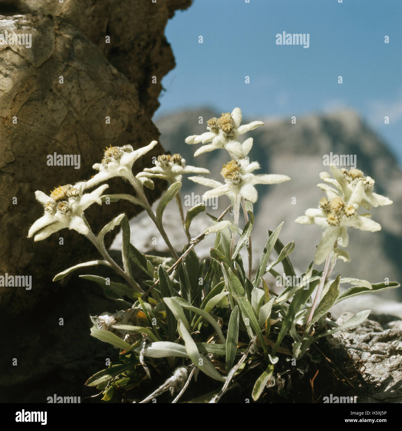 Alps, edelweiss, Leontopodium alpinum, mountains, nature, botany, flora ...