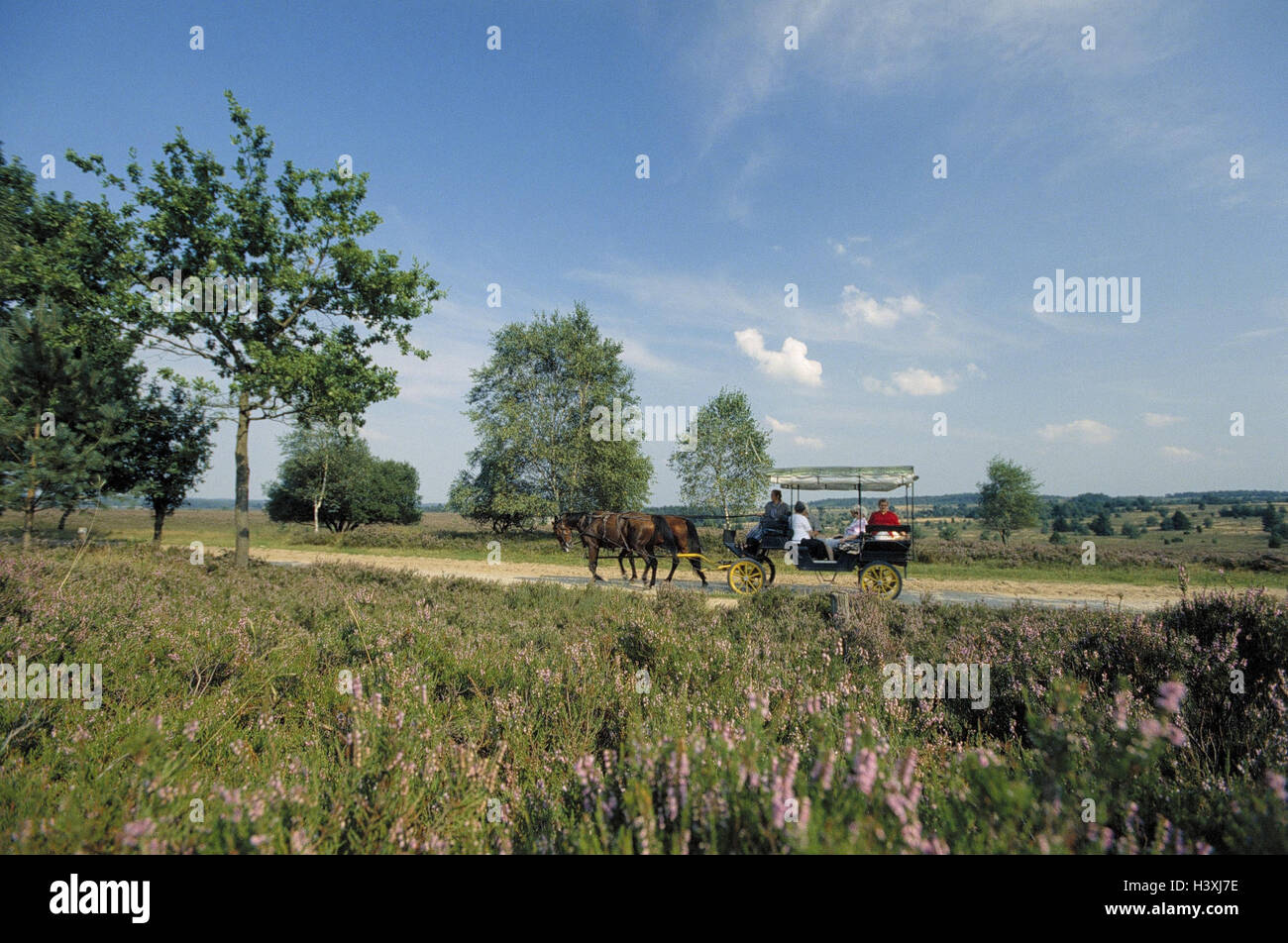 Moor horses germany hi-res stock photography and images - Alamy